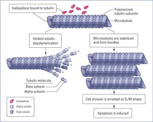 Mechanism of Action - IXEMPRA® (ixabepilone) | Official patient site